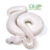 blue eyed leucistic ball python for sale | blue eye lucy ball for sale