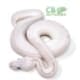 blue eyed leucistic ball python for sale | blue eye lucy ball for sale
