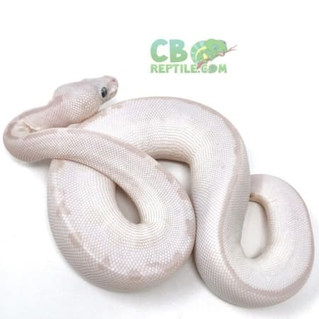 blue eyed leucistic ball python for sale | blue eye lucy ball for sale