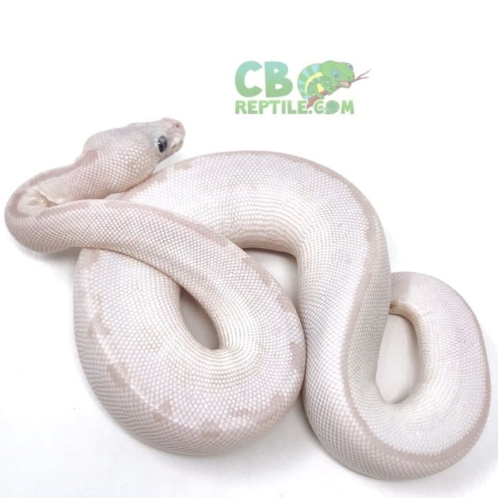 blue eyed leucistic ball python for sale | blue eye lucy ball for sale