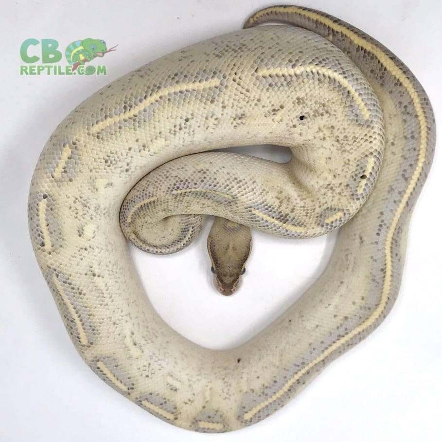 male highway ball python for sale | buy male ball pythons