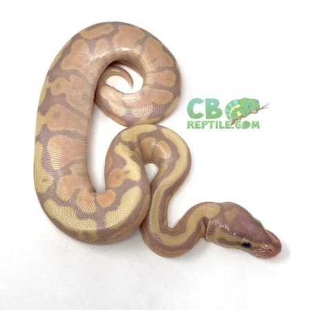 male Banana Fire ball python for sale | baby Banana ball python