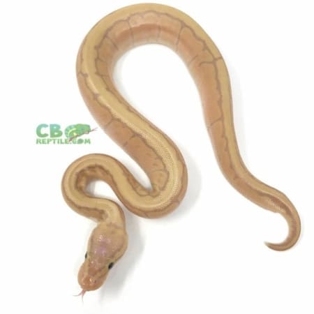 banana pinstripe ball python for sale - CB Reptile | Geckos for sale ...
