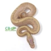 Zero bearded dragons for sale | baby Zero bearded dragon breeders