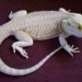 Zero bearded dragons for sale | baby Zero bearded dragon sale