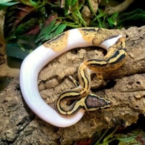 Ball Python Humidity | What is best humidity for ball python habitat?