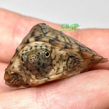 Razorback Musk Turtle for Sale | Common Musk turtles for sale
