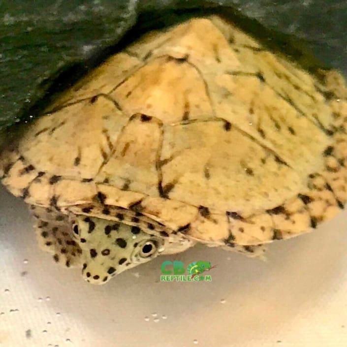 Razorback Musk Turtle for Sale | Common Musk turtles for sale