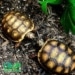 Red footed tortoise diet | red foot tortoise food list and diet guide