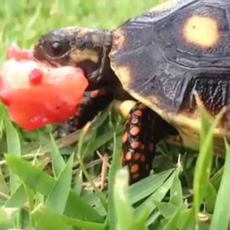 Red Footed tortoise size | How big does a red foot tortoise grow?