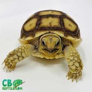 Sulcata Tortoise Appearance | African Sulcata tortoise colors | Albino ...