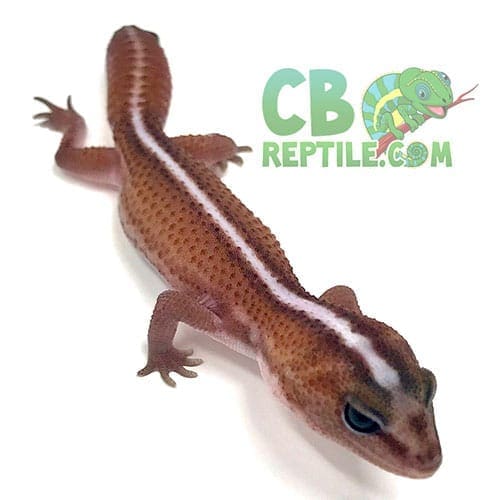 African Fat Tailed gecko habitat | african fat tail gecko terrarium ...