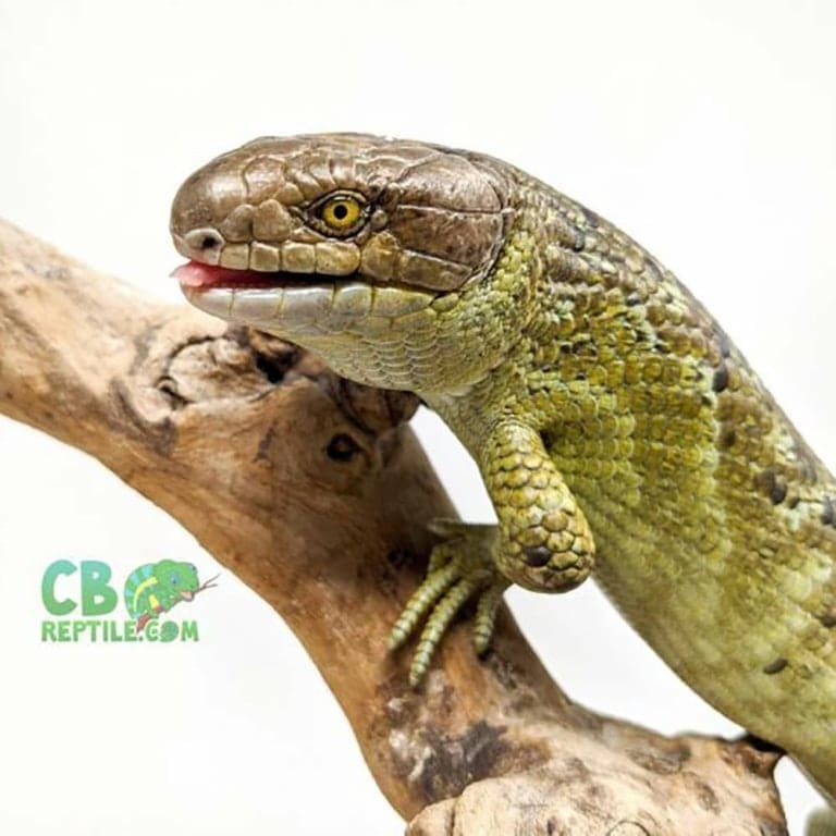 Monkey Tailed Skink for sale | Prehensil Tailed skink | Monkey tail