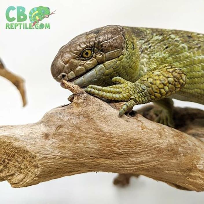 Monkey Tailed Skink for sale | Prehensil Tail skink | Monkey tail skinks