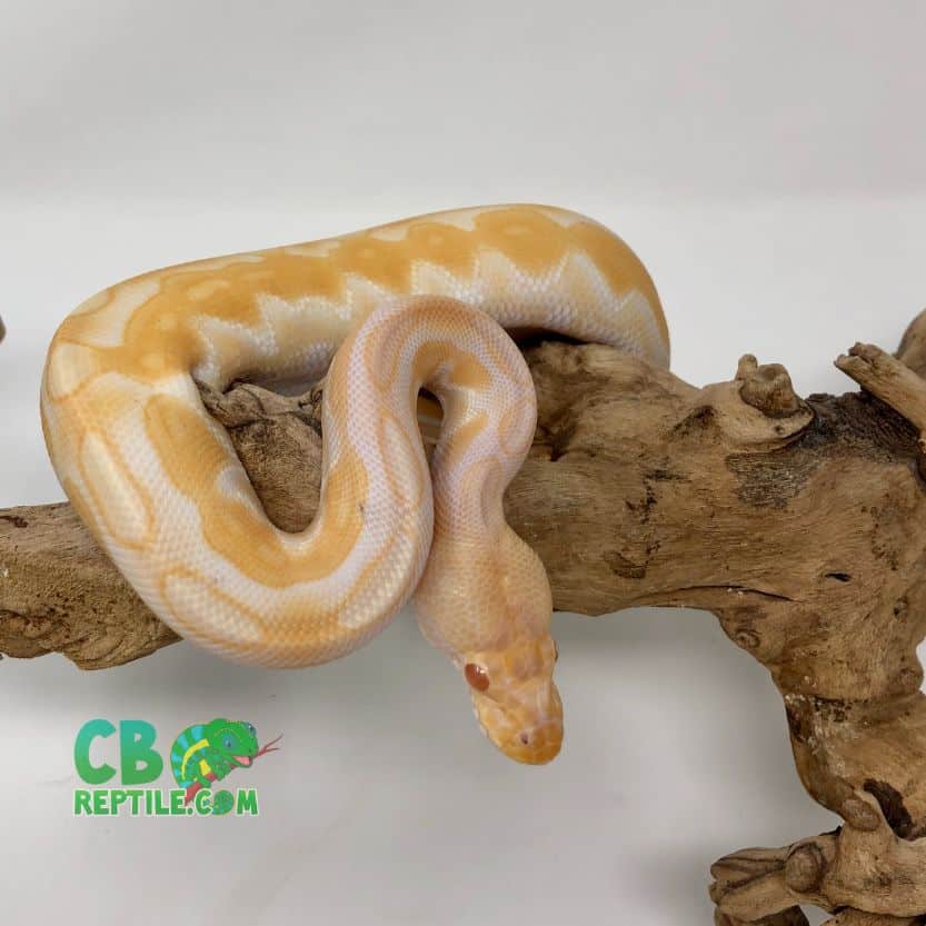 albino enchi male ball python for sale from the best ball python breeders
