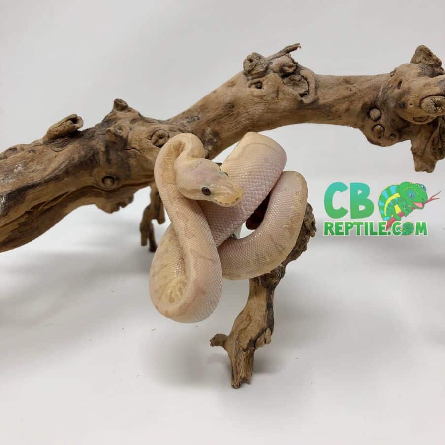 Banana Lemon Blast Yellow Belly ball python for sale from best breeders.