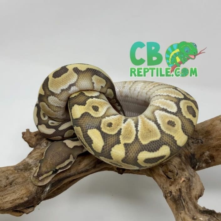 ball pythons for sale online | baby ball python morphs for sale near me