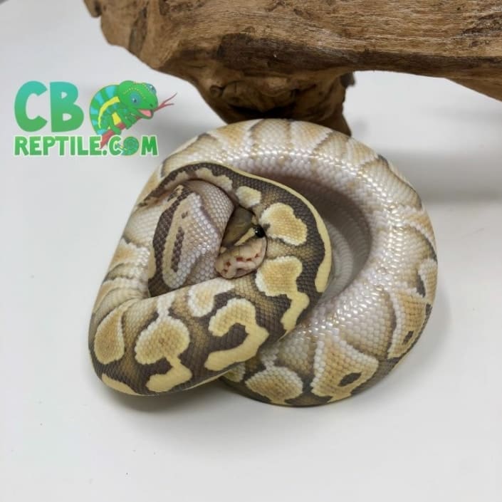Butter Vanilla Ghost ball python ball python for sale from the best ...