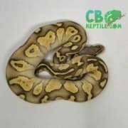 ball pythons for sale online | ball python morphs for sale | pied | banana