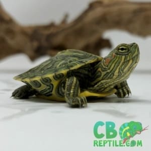Ornate slider turtle for sale online. Baby slider turtles for sale online.