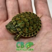 Aptor Leopard gecko hatchling for sale online by the best gecko breeders!