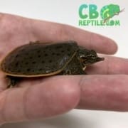 Leopard Softshell Turtle for sale online near me by the best turtle ...