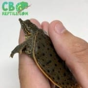 Leopard Softshell Turtle for sale online near me by the best turtle ...