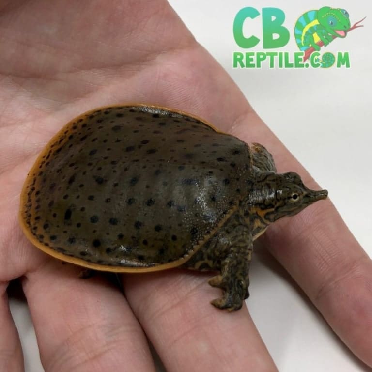 Leopard Softshell Turtle for sale online near me by the best turtle ...