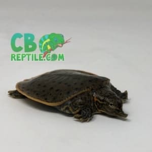 Leopard Softshell Turtle for sale online near me by the best turtle ...
