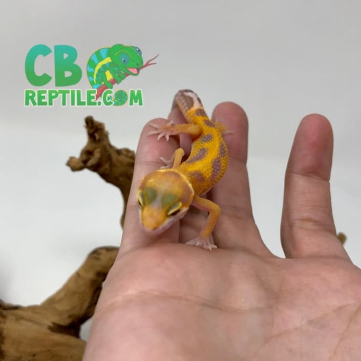 Aptor Leopard gecko hatchling for sale online baby leopard geckos