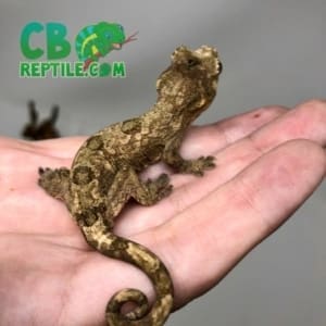 Chahoua gecko care sheet chahoua gecko care guide diet habitat setup ...