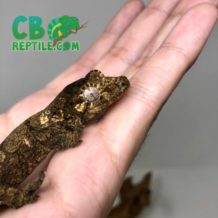 Exact Chahoua geckos for sale | baby chahoua geckos for sale online