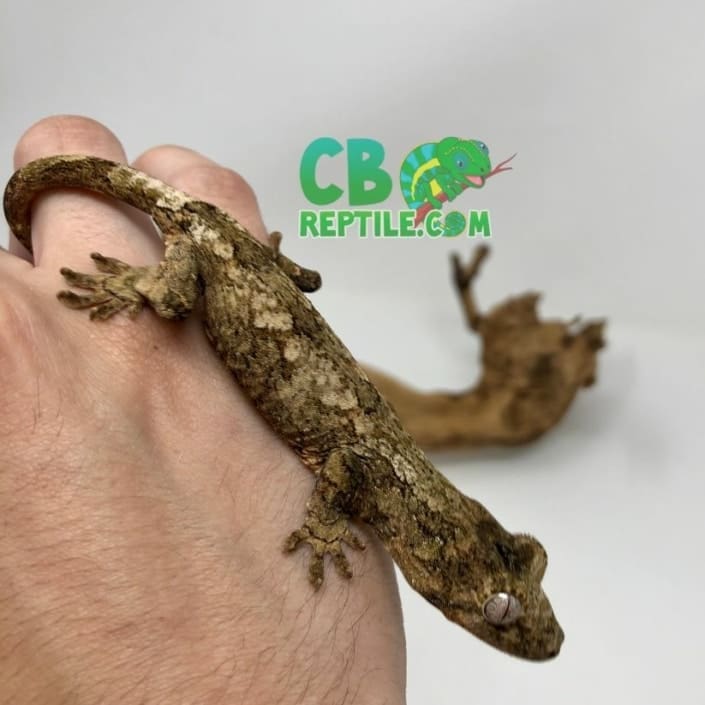 Chahoua gecko care sheet chahoua gecko care guide diet habitat setup ...