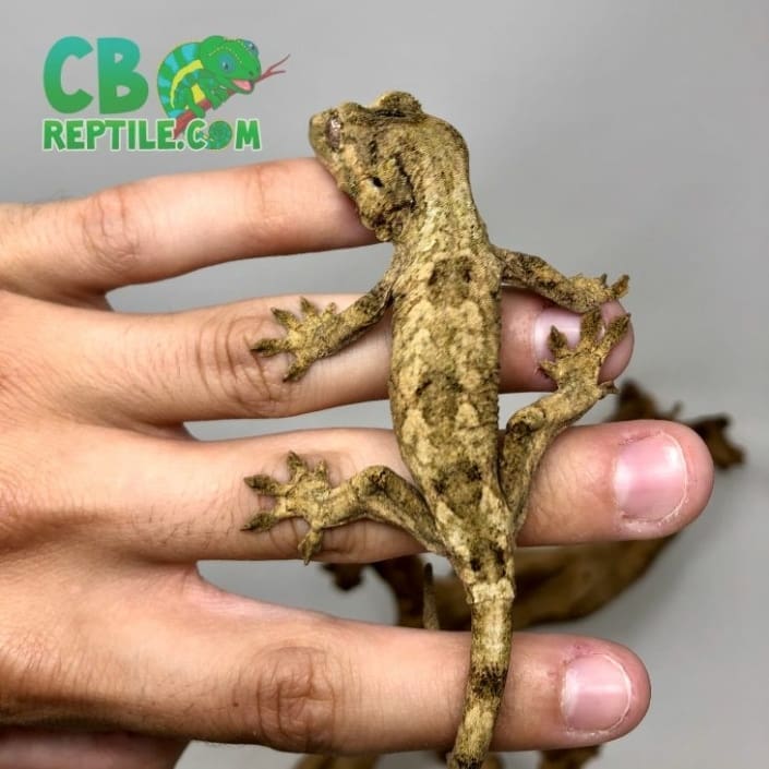 Chahoua gecko care sheet chahoua gecko care guide diet habitat setup ...