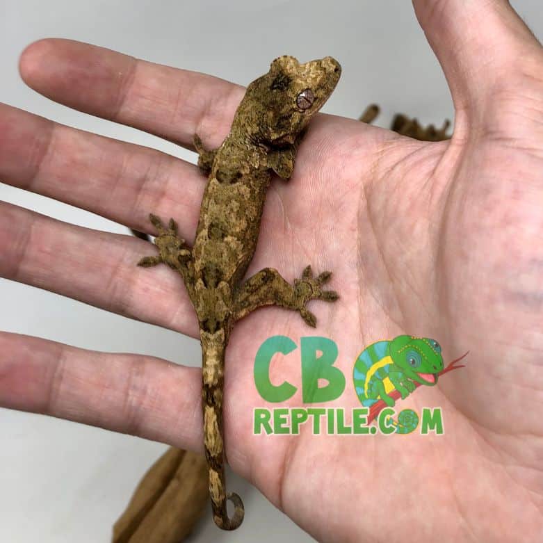 Chahoua gecko for sale | Mainland or Pine Island Chahoua gecko for sale