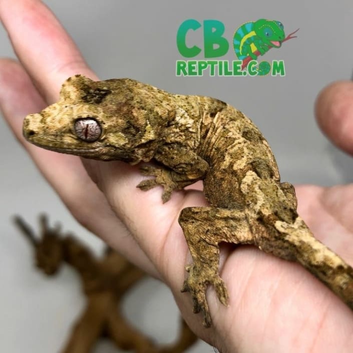 Chahoua gecko care sheet chahoua gecko care guide diet habitat setup ...