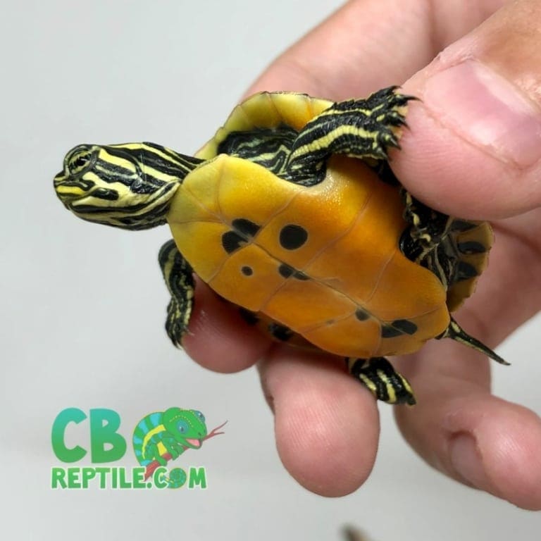 Yellow bellied slider turtle for sale online baby yellow belly slider ...