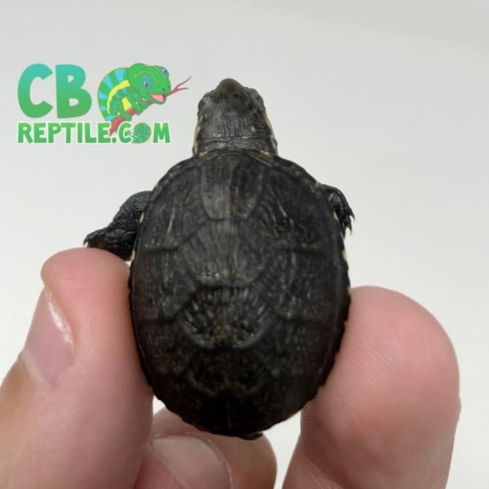Common Mud turtle for sale | baby mud turtles by the best turtle breeders
