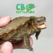 Aquatic Turtles for sale near me | baby turtles for sale online | water ...