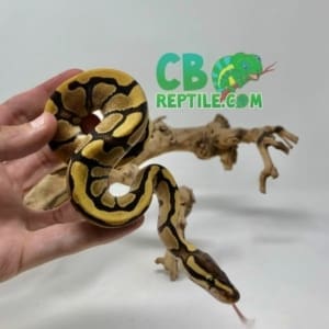 ball python temperature ball python care ball python temp