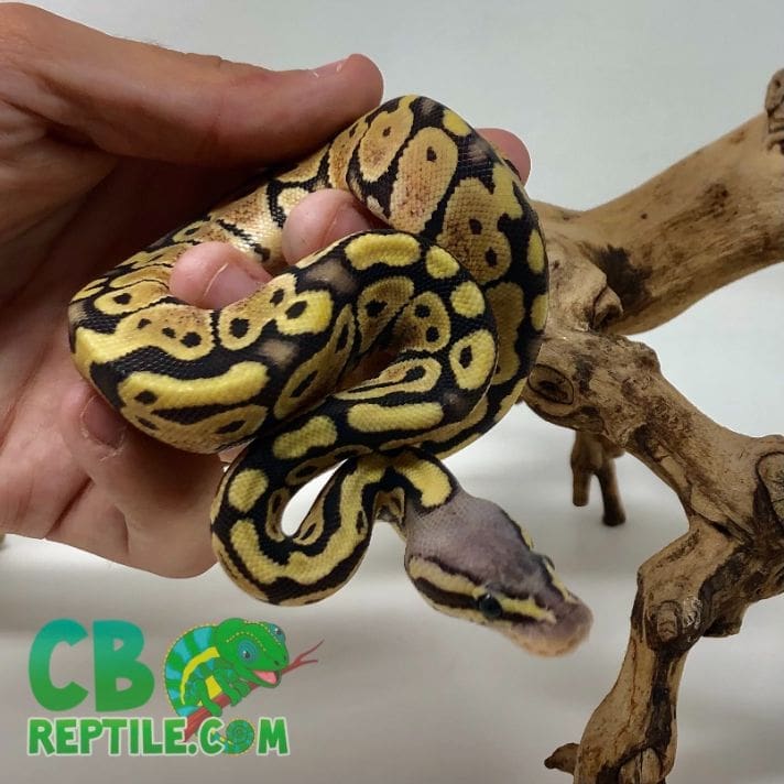 ball python weight ball python size ball python growth