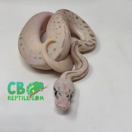 ball python lifespan ball python life expectancy ball python life