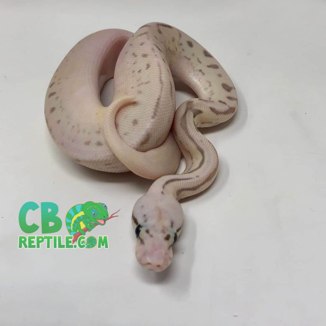 ball python weight ball python size ball python growth