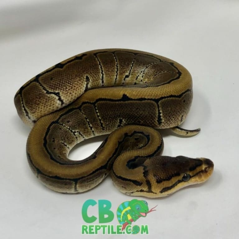 baby ball pythons for sale | pet ball python for sale near me | albino ...