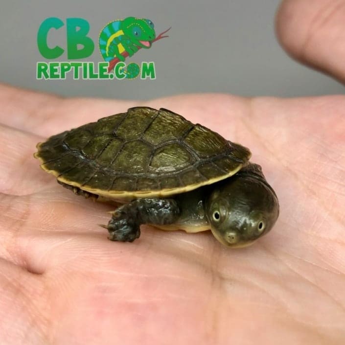 Mud turtles for sale near me | baby mud turtle for sale online turtle store