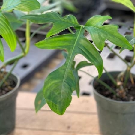 Philodendron Glad Hands - CB Reptile | Geckos for sale | Chameleons for ...