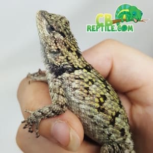 Emerald or Pink Belly Swifts