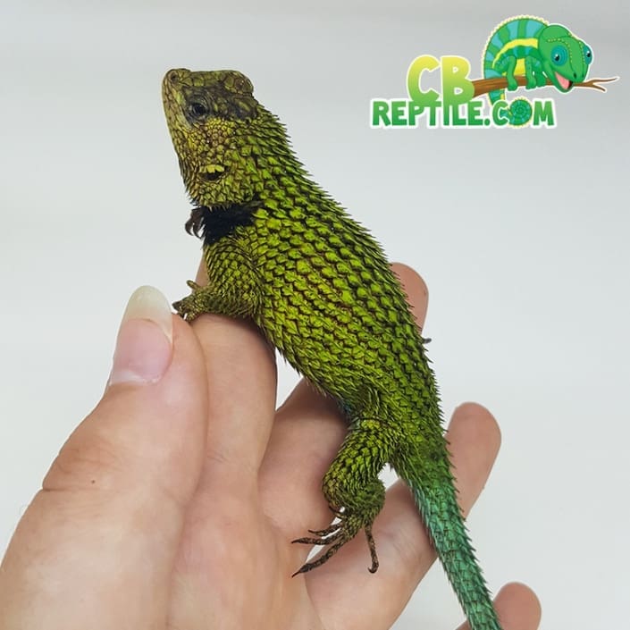 Emerald Swift for sale - CB Reptile | Geckos for sale | Chameleons for ...