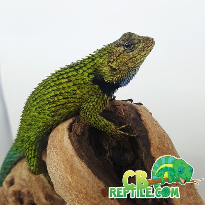 Emerald or Pink Belly Swifts