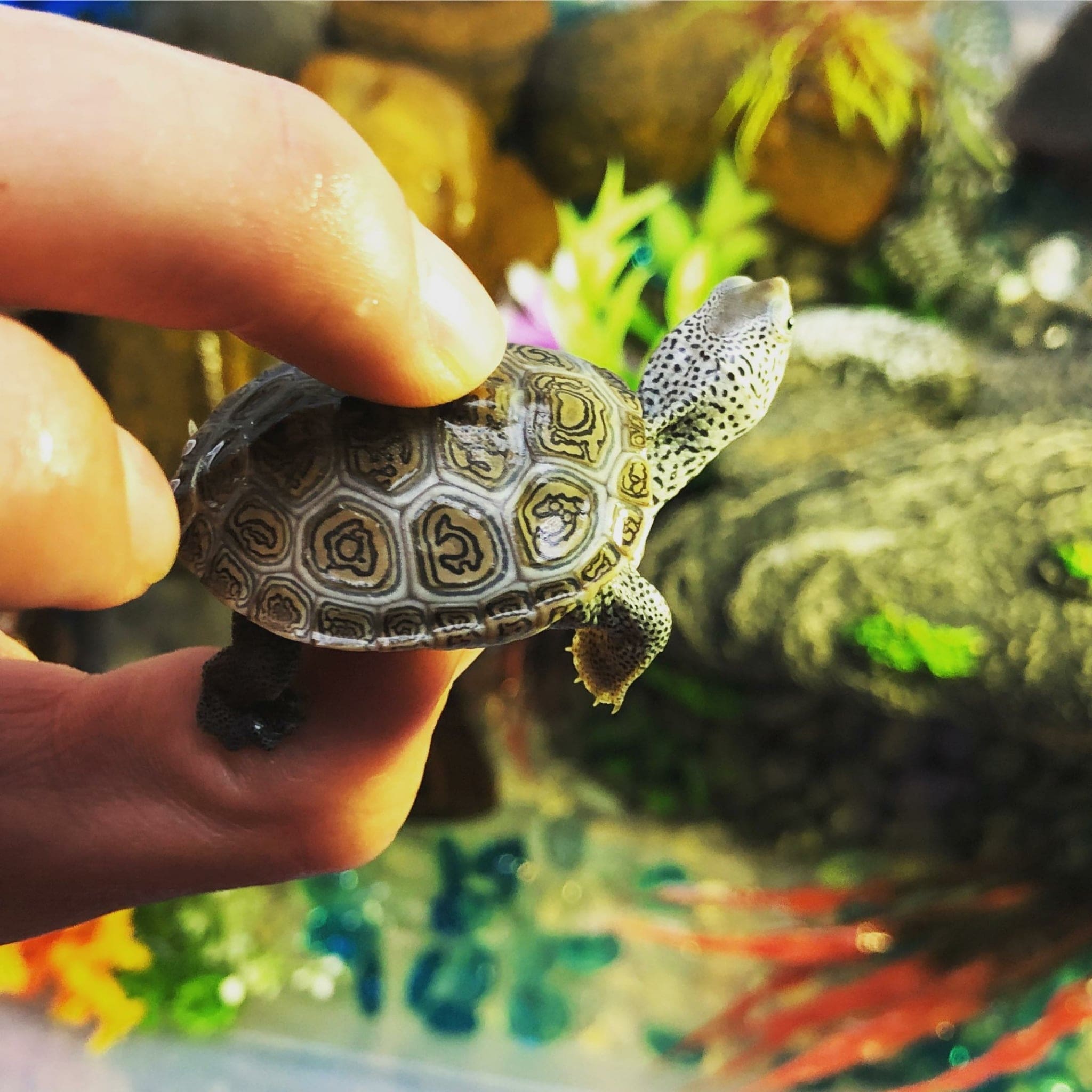 Diamondback Terrapin Size Diamondback Terrapin Length